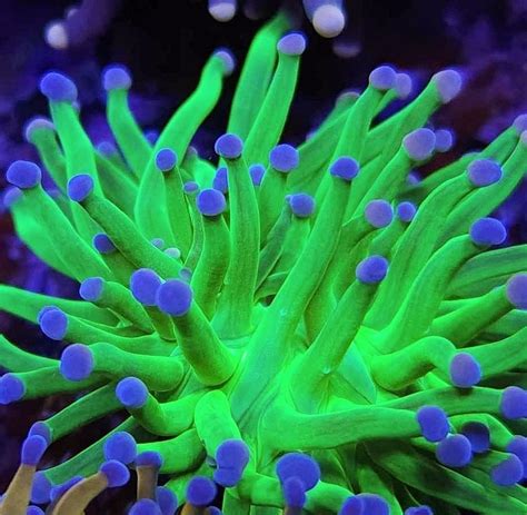Todds Torch Katherine Corals