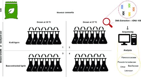Schematic Of Enrichment Experiment Strategy Eight Microbial Consortia