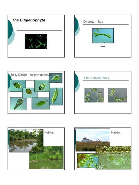 The Euglenophyta Diversity Size Pdf Cell Biology Sexual