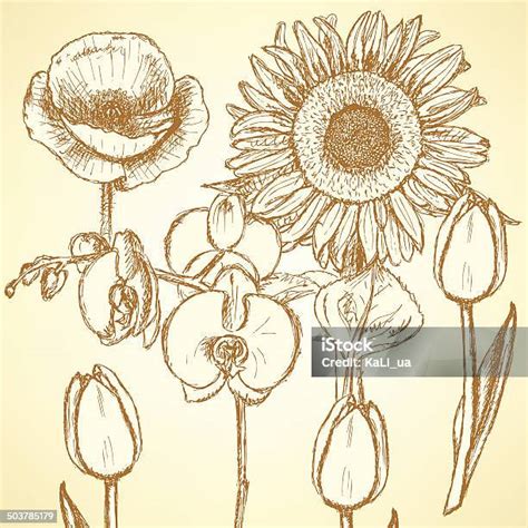Bunga Sketsa Latar Belakang Vintage Vektor Ilustrasi Stok Unduh