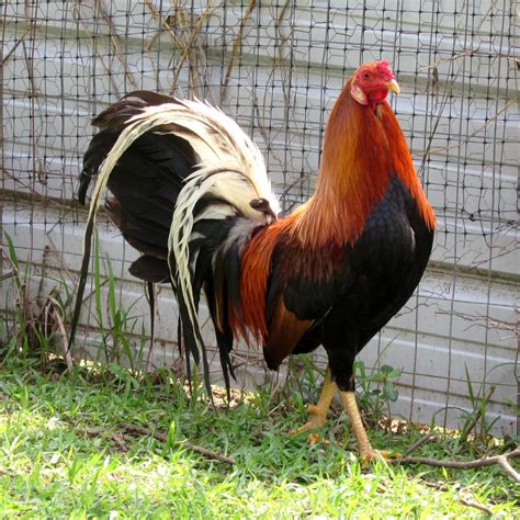 Black Gamefowl Breeds