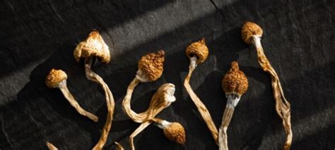Conoce Los Tipos De Drogas Alucinógenas