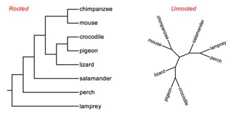 Lab 1 Phylogeny Lab Flashcards Flashcards Quizlet