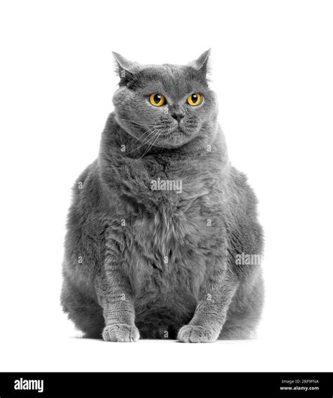 British Obesity Cut Out Stock Images And Pictures Alamy