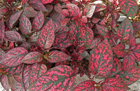 Hypoestes Phyllostachya Acanthaceae