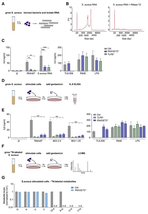 Tlr8 Is A Sensor Of Rnase T2 Degradation Products Pmc