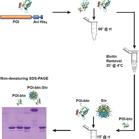Schematic Representation Of The Biotinylation Detection Workflow
