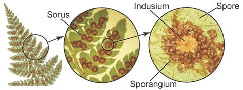 Fern Structure