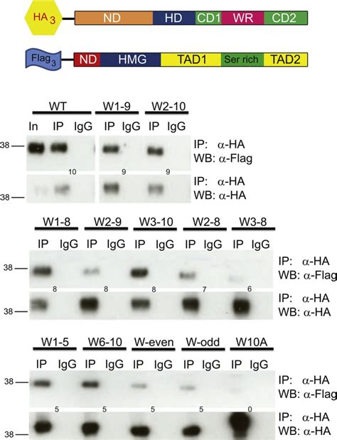 Distinct Contributions Of Tryptophan Residues Within The Dimerization