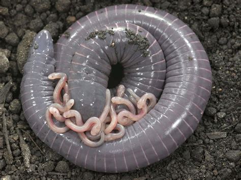 Download Caecilian Motherwith Offspring Wallpaper
