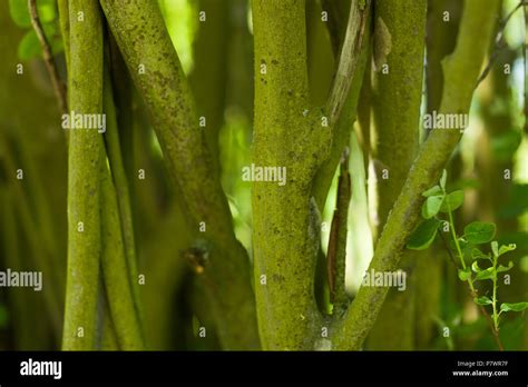 Old Tree Trunk With Many Different Forms Texture Pattern Stock Photo Alamy