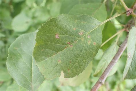 Plantdatasettest Object Detection Dataset By C123as