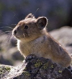 17 Best Sierra Nevada Animals Images Sierra Nevada Nevada Animals