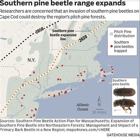 Southern Pine Beetle