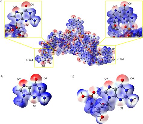 Maps Of Molecular Electrostatic Potential For The A 12mer Ssg Download Scientific Diagram