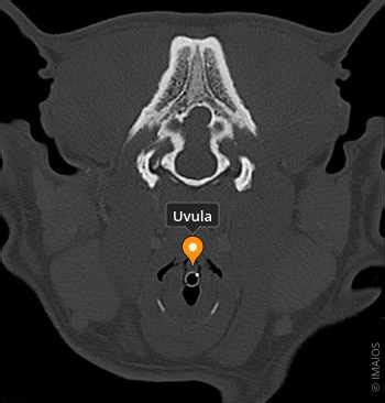 Uvula Vet Anatomy Imaios