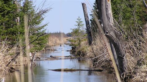 Bogged Down In Wetlands Mpr News