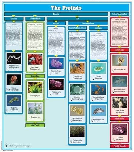 Protists Kingdom Chart Complete Set Montessori Charts Alisons