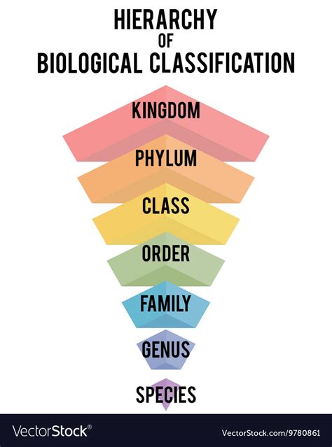 With Major Taxonomic Ranks Royalty Free Vector Image