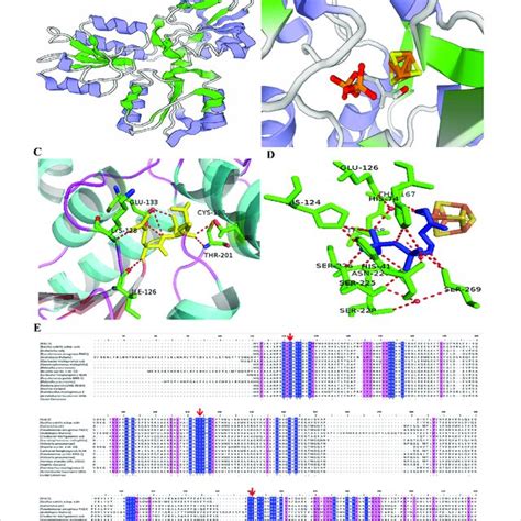 Microbial Mep Pathway The Involved Genes And Corresponding Enzymes Are