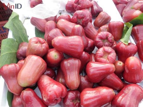 Khám Phá Tất Tần Tật Về Quả Roi Quả Mận Miền Nam Loại Trái Cây Ngọt