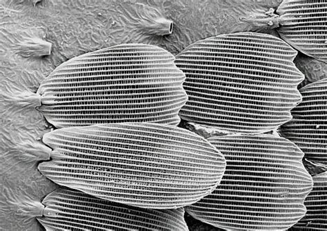 Microscope Image Of Gonepteryx Cleopatra Wing Scales