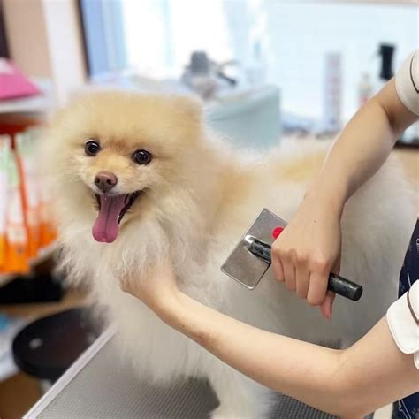 動物病院併設のペットサロン Riberte