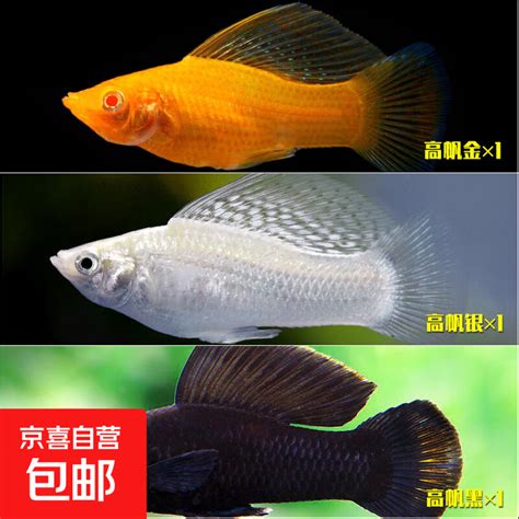 玛丽鱼热带观赏鱼淡水胎生鱼黑白金色奶牛斑点玛丽米奇月光鱼活体 【高帆玛丽 套餐五 3 5cm】高帆【图片 价格 品牌 报价】 京东