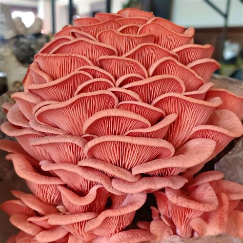 Pink Oyster Mushroom Growing Guide Hamama