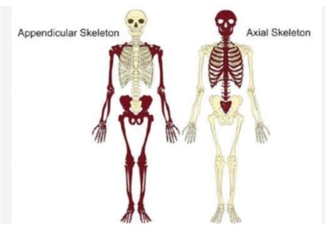 Anatomy Exam 2 Flashcards Quizlet
