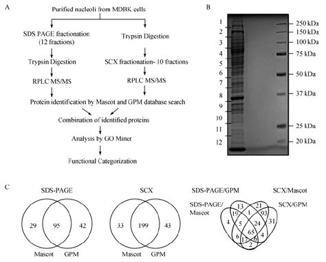 Mass Spectrometry Analysis Of The Bovine Nucleoli A Flow Chart Of
