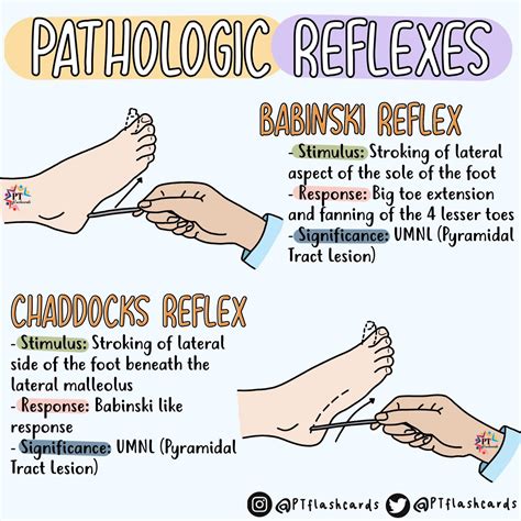 Pt Flashcards Pathologic Reflexes Pathologic