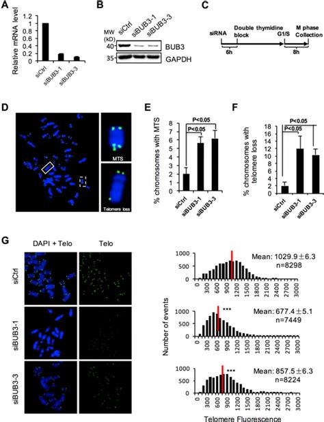 The Bub3 Bub1 Complex Promotes Telomere Dna Replication Pmc