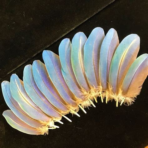 Colorful Macaw Parrot Feather