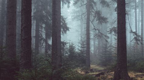Dark Foggy Forest Wallpapers Top Free Dark Foggy Forest Backgrounds