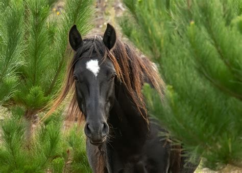 Kaitaia Debra Garside Photography And Art