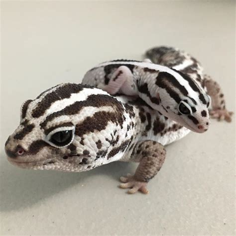 African Fat Tailed Gecko Morphs Find Out What Your Gecko Morph Is Artofit