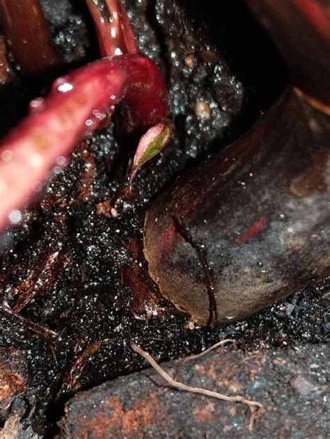 Teeeeny Tiny Half Moon Leaf Rphilodendron