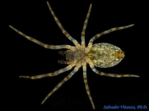 Class Arachnida