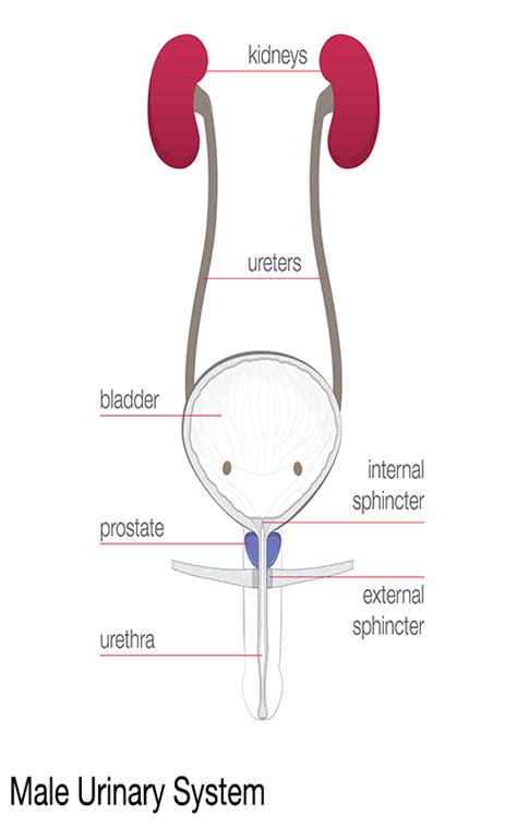 Male Urinary System Diagram