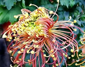 25 Valkyrie Brunhilde Chamois Aster Seeds Etsy Flower Seeds