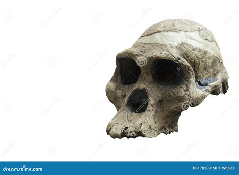 Skull Of Australopithecus Africanus Editorial Image