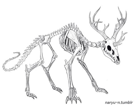 Deer Skeleton Drawing At Getdrawings Free Download