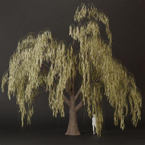 Blenderkit Download The Sj Weeping Willow Elegance Model