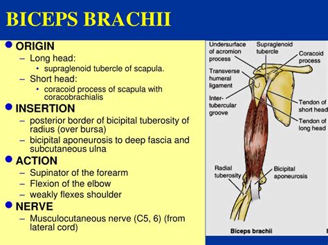 Ppt Veins And Lymphatics Of The Arm By Dr Fadel Naim Anatomy And