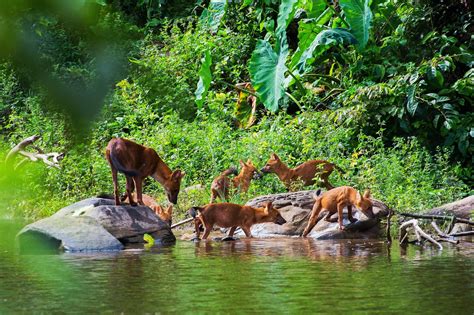 Le Dhole Caractéristiques Où Le Voir Mode De Vie Faune Sauvage