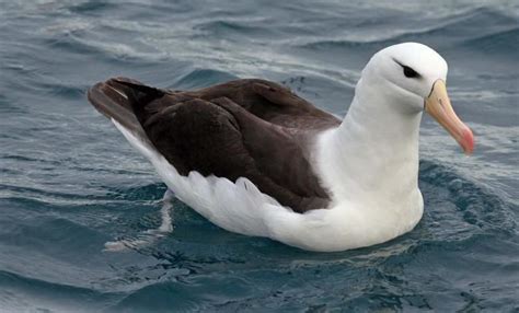 Mollymawk Alchetron The Free Social Encyclopedia