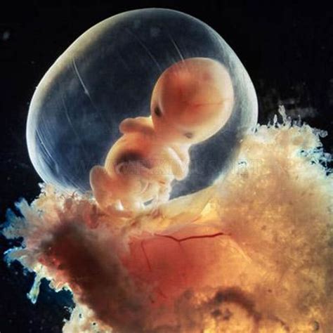 Incredible Macro Photos Of Fertilization Others