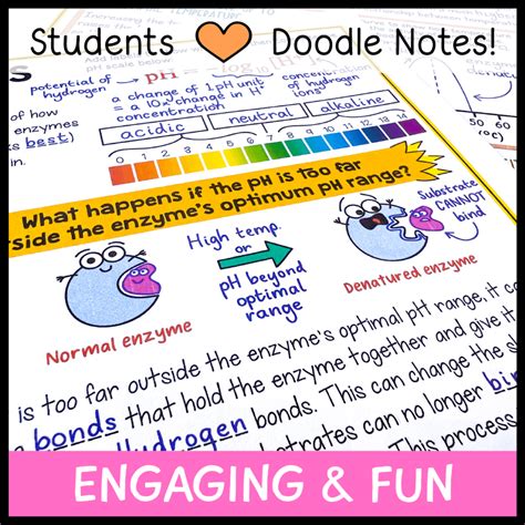 Enzymes Doodle Notes Emmatheteachie