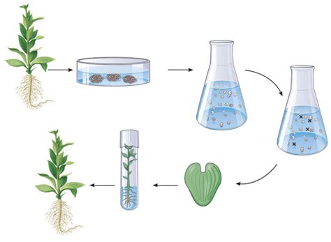 Plant Bio Chapter 14 Diagram Quizlet
